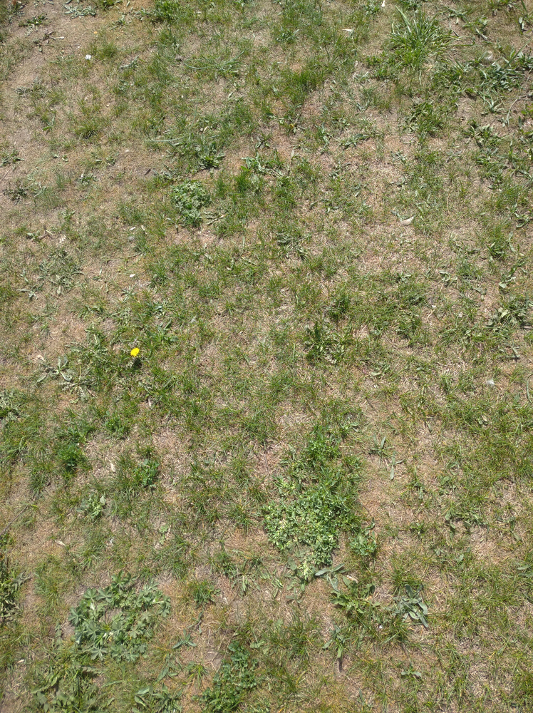 The 10 Reasons Your Lawn Has Brown Patches (And Exactly How to Fix Each ...