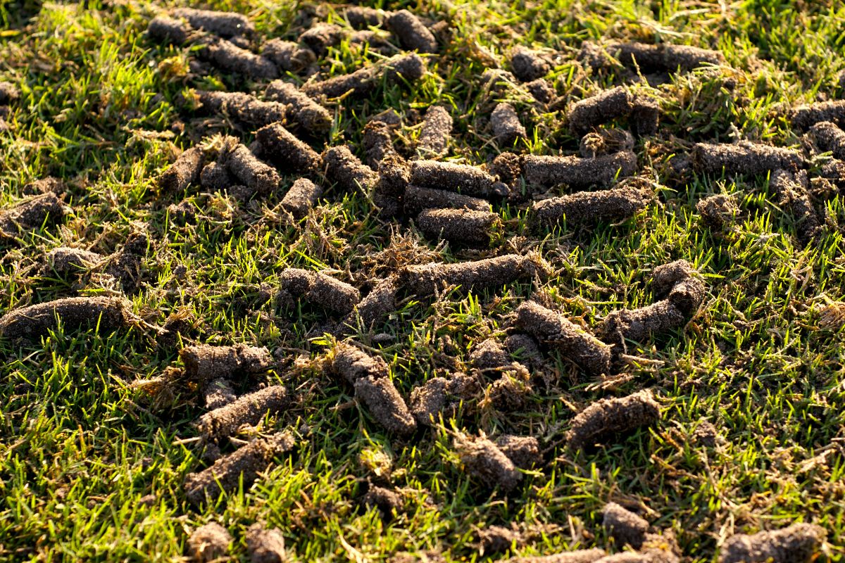 9 'Common Sense' Lawn Care Tips That Are Actually DESTROYING Your Grass