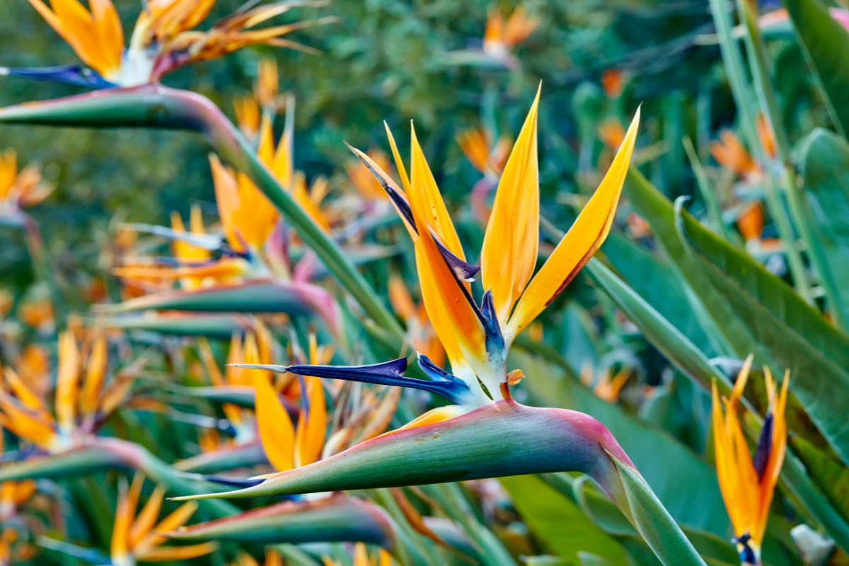 15 'Exotic' and Expensive-Looking Plants That Are Shockingly Easy to Grow