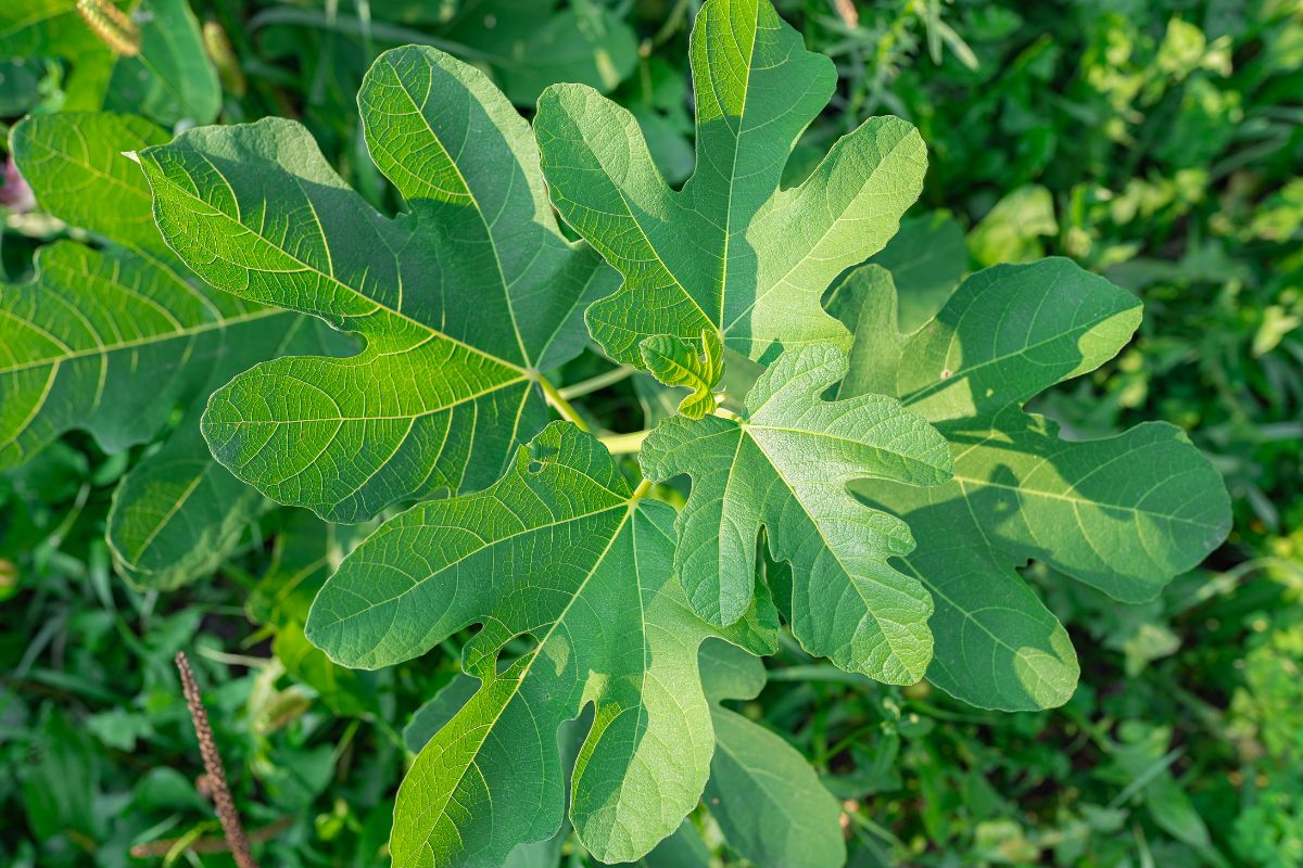 15 Benefits of Fig Leaves: Natural Remedies and Health Advantages Revealed