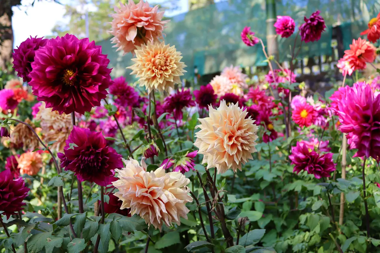 19 Fast-Growing Flowers That Will Have Your Garden Blooming by July