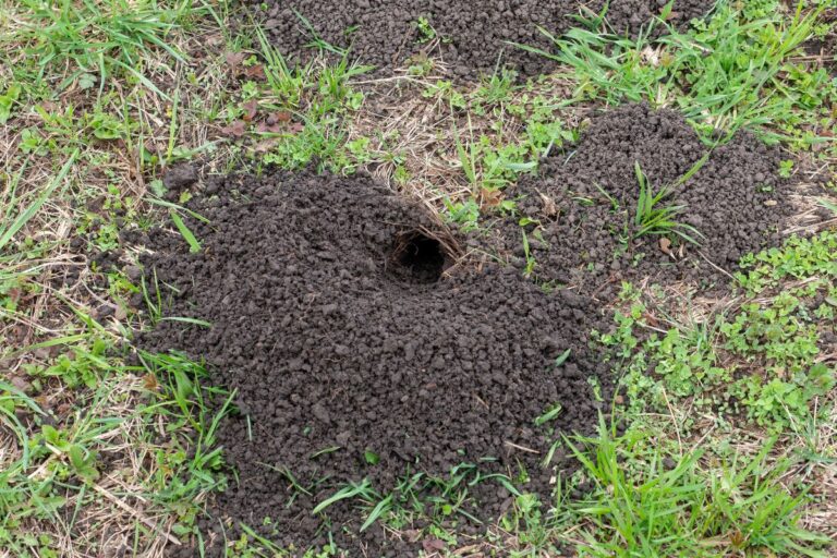 10 Sneaky Signs You Have a Mole Problem (Before They Destroy Your ...