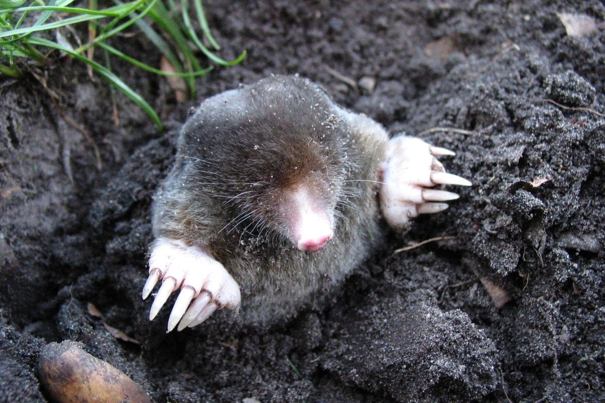 10 Sneaky Signs You Have a Mole Problem (Before They Destroy Your ...