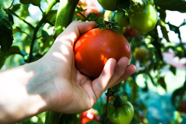 How to Grow Tomatoes in 5 Gallon Buckets: 8 Easy Steps