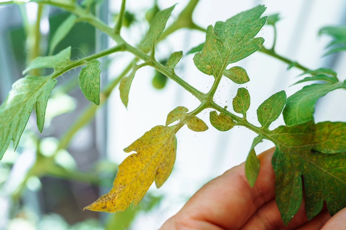 How to Grow Tomatoes in 5 Gallon Buckets: 8 Easy Steps
