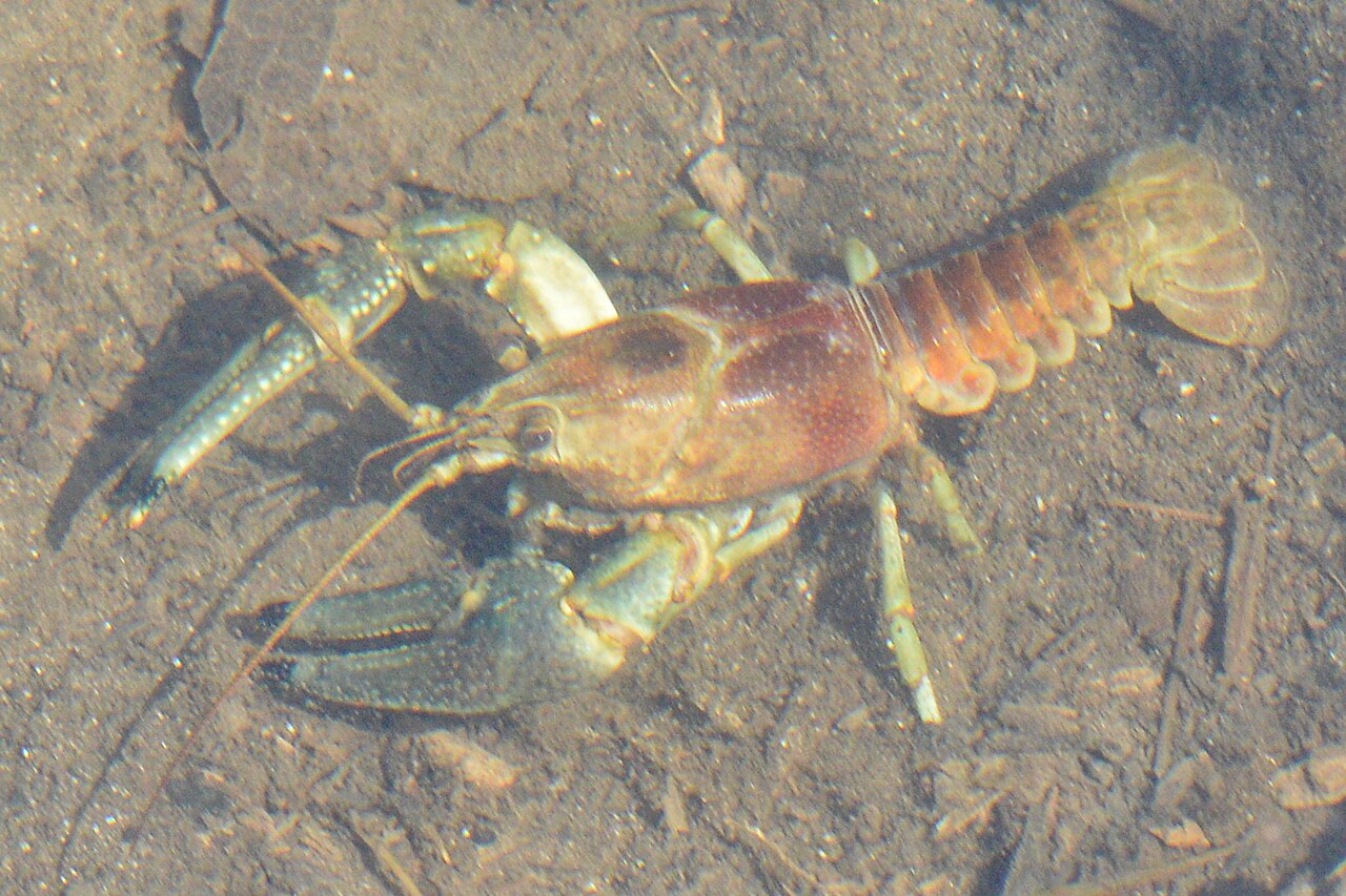 31 Invasive Species That Destroy The U.S. from The Inside Out