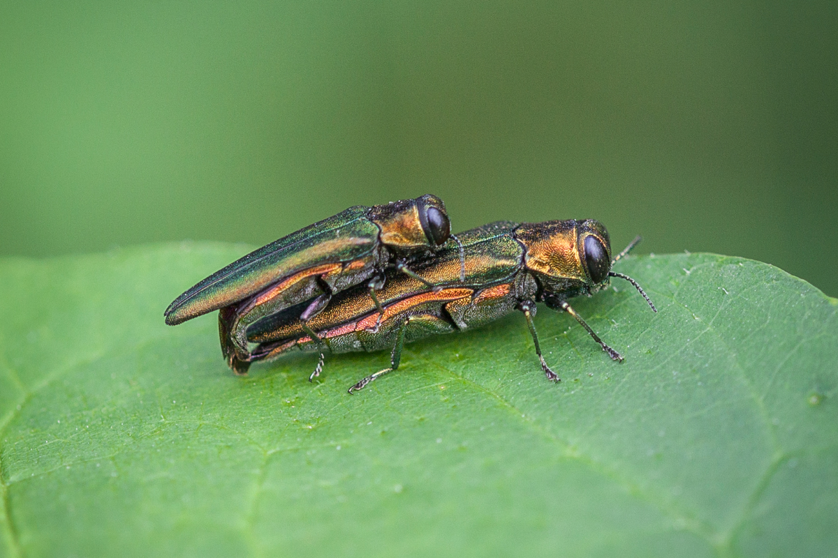 31 Invasive Species That Destroy The U.S. from The Inside Out
