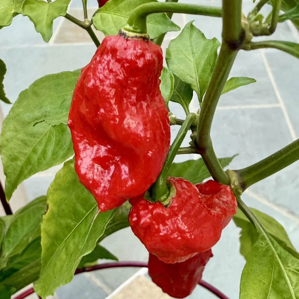 11 Space-Saving Peppers That Produce Like Crazy In Pots