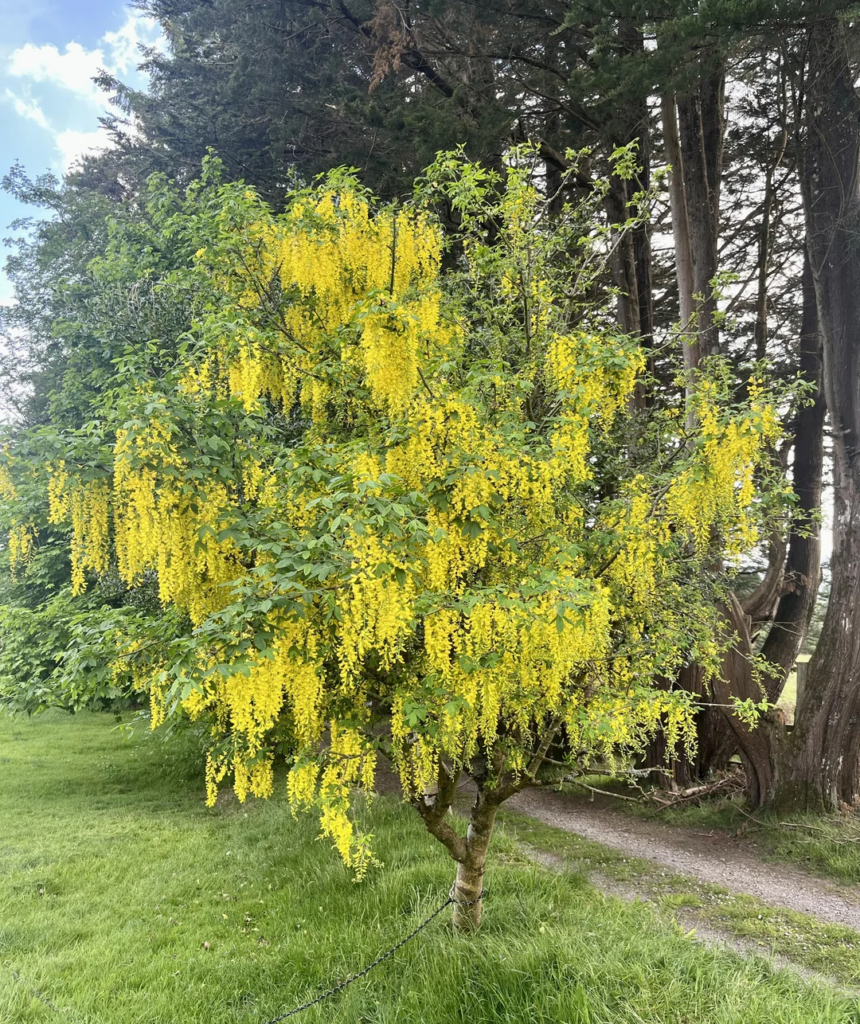 11 Affordable Trees That Give Your Garden a High-End Look