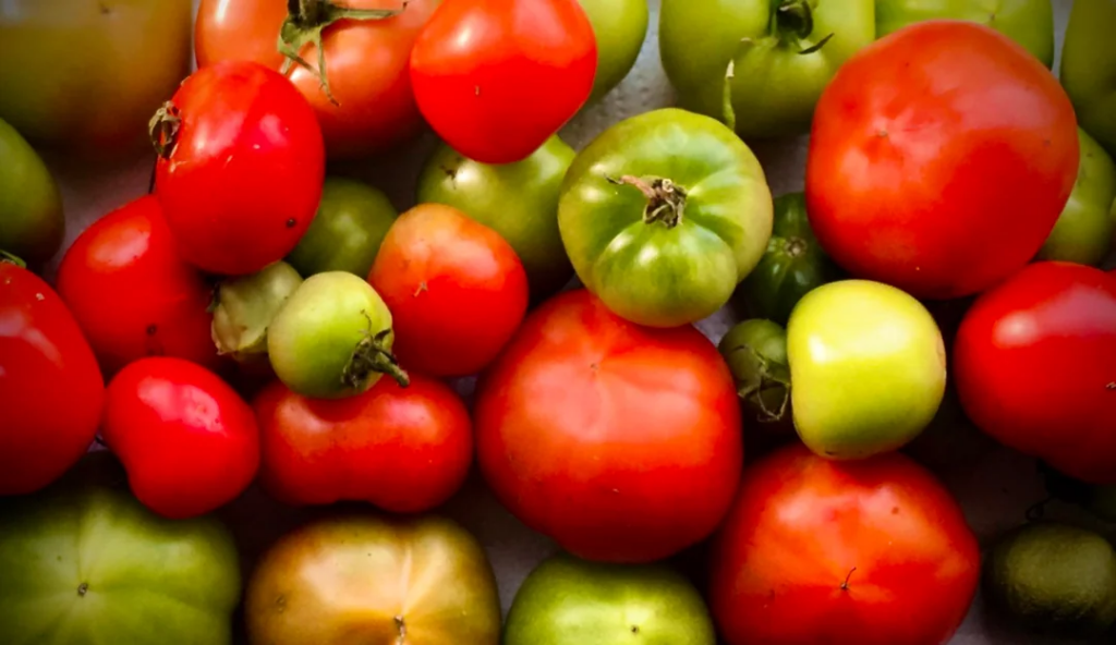 10 Quick-Producing Tomato Varieties for Impatient Gardeners (Under 60 Days)