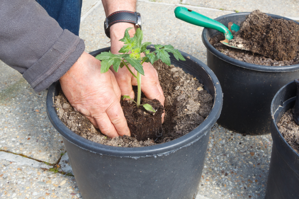 How to Grow Tomatoes in 5 Gallon Buckets: 8 Easy Steps