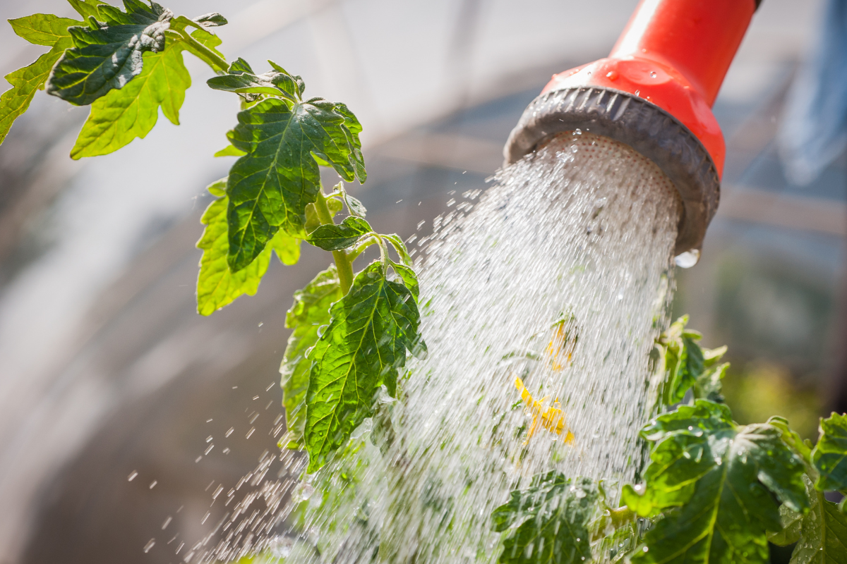 How to Grow Tomatoes in 5 Gallon Buckets: 8 Easy Steps