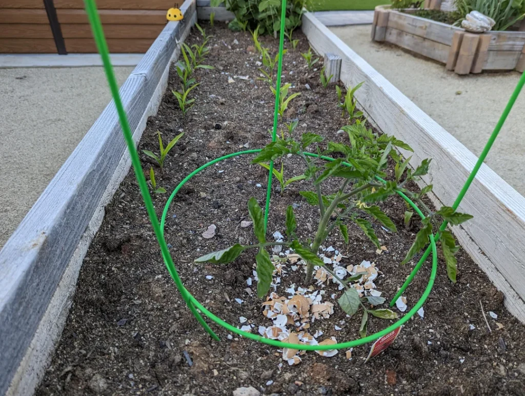 9 Things To Bury Under Your Tomato Plants This June (For a Bumper Crop)