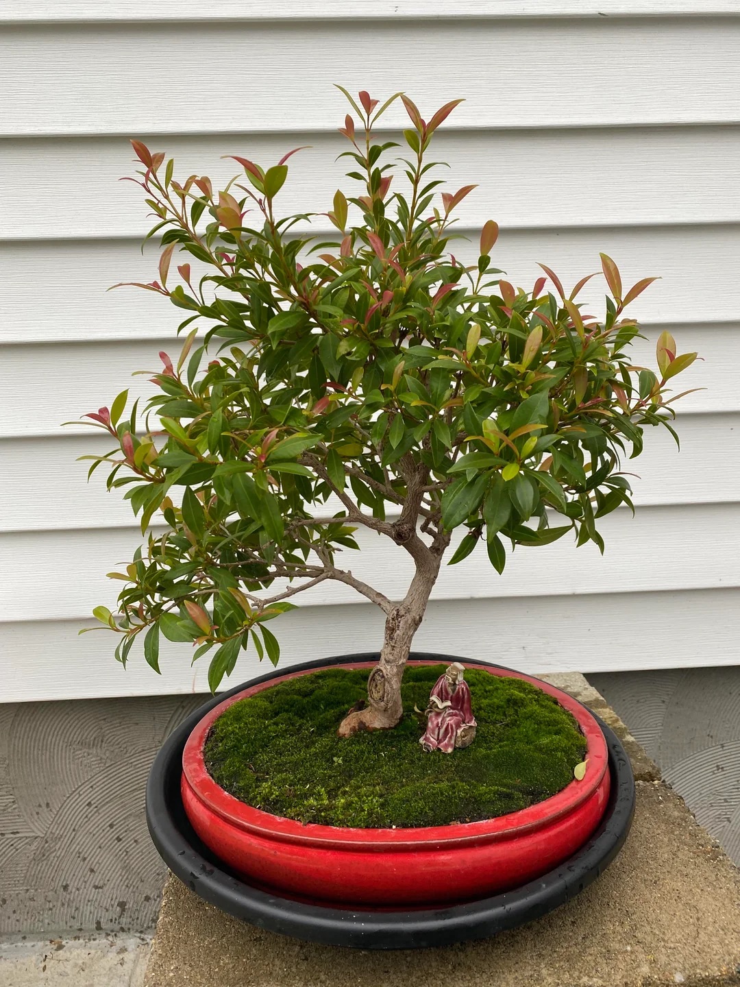 13 Dwarf Fruit Trees Ideal for Small Backyards
